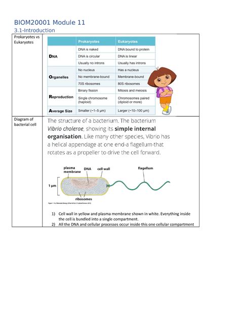 Biom2000 1 Module 11 Biom20001 Module 11 3 Introduction Prokaryotes Vs Eukaryotes Diagram Of