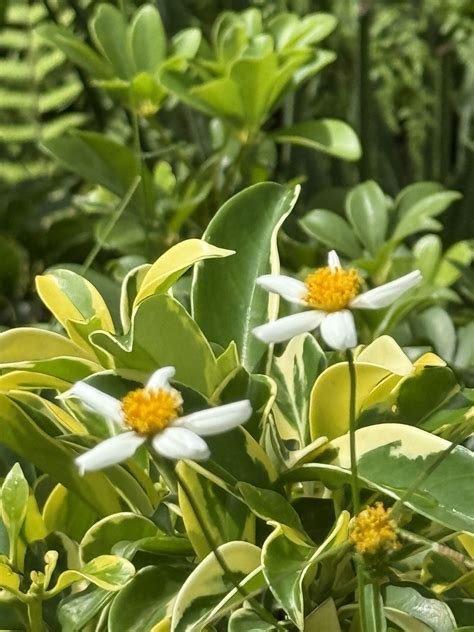 相片館 康文賞花情報