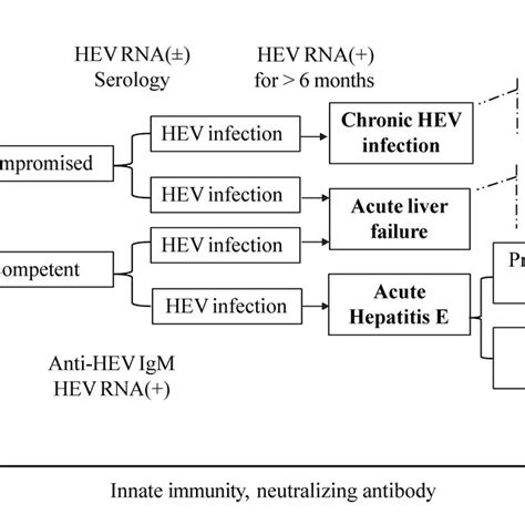 Patterns Of Hepatitis E Virus Infection Manifestation Download Scientific Diagram