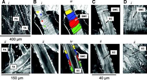 How Structure Ca Signals And Cellular Communications Underlie