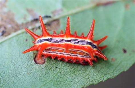Moths Of North Carolina