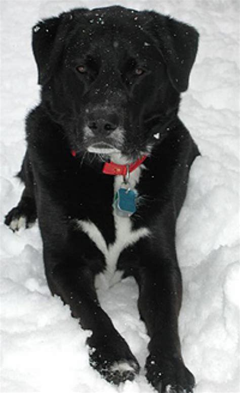 St Johns Water Dog Dog Breed Information Images Characteristics Health
