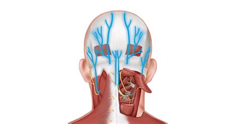 Causes Of Occipital Neuralgia Occipital Neuralgia Iiqsd
