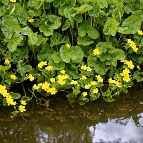 15 Pond Plants For Zone 5 Hardy Picks Pond Informer