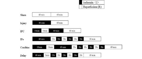 Experimental Protocol Used To Determine The Effect Of Ischemic