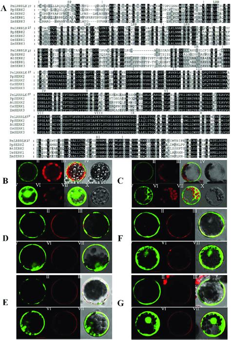 Sequence Alignment And Subcellular Localization Of Pnlrr Rlk27 In