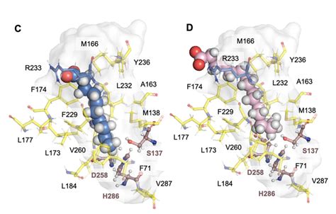 Free Ligand Diffusion Md Simulations Show Access Of Ffa Molecules To Download Scientific