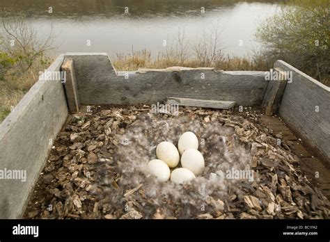 Five Canada Goose Branta Canadensis Eggs In A Nest Surrounded By Down