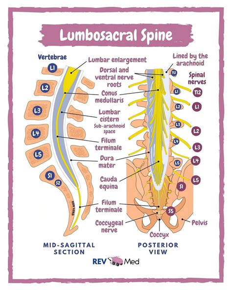 Lumbar Spine Anatomy