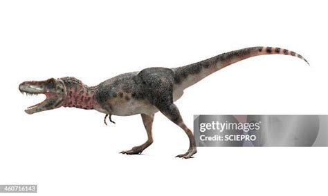 Tarbosaurus Bataar Photos And Premium High Res Pictures Getty Images