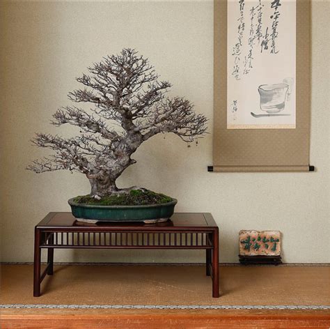 Japanese Bonsai History At Kevin Davidson Blog