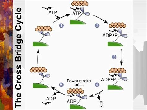 Crossbridge Cycle Diagram Cross Bridge Cycling Xvpvke
