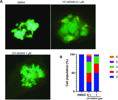 Cfi 400945 Causes Dysregulation Of Centrosome Duplication Smcs Were