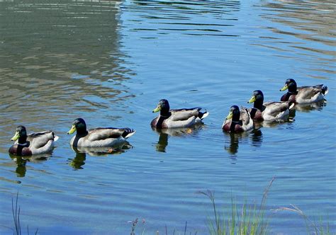 Get Your Ducks In A Row Photograph By Tracey Neiman Pixels