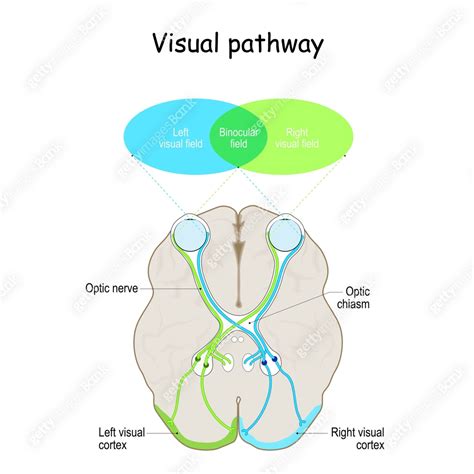 Visual Pathway 이미지 1310893043 게티이미지뱅크
