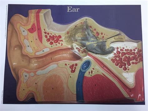 Ear 1 Diagram Quizlet