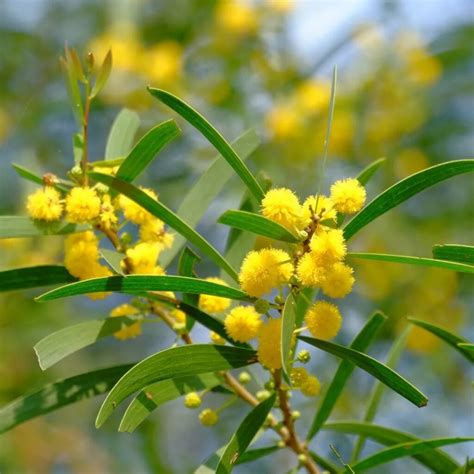 30 Popular Types Of Acacia Pictorial Guide