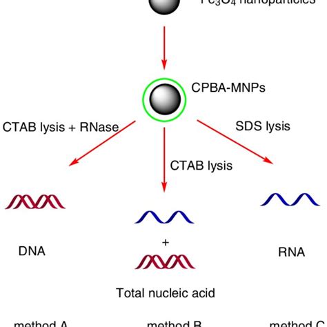 Schematic Procedure For The Extraction Of Gdna Method A Total