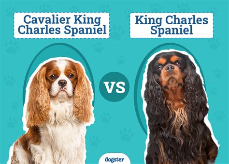 Cavalier King Charles Spaniel Vs King Charles Spaniel The Differences