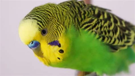 Can Parakeets Eat Worms Everything You Need To Know