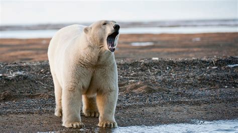Polar Bear That Killed Mother And Son In Alaska Was Camouflaged By