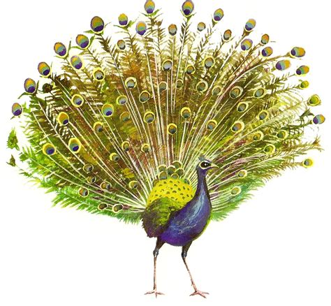 Peacock Png