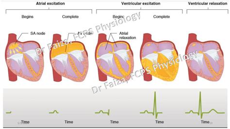 Electrocardiogram Ecg Physiological Basis Pdf
