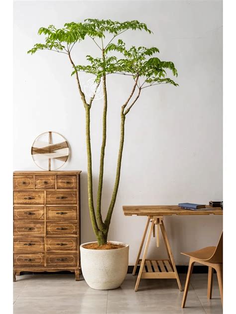 好养的原生幸福树 树型超好看 花瓣网