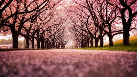 Anime Scenery Cherry Blossoms