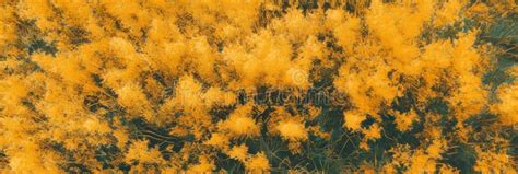 Short Dry Grass Texture With Yellowed Tips Viewed From Above In A