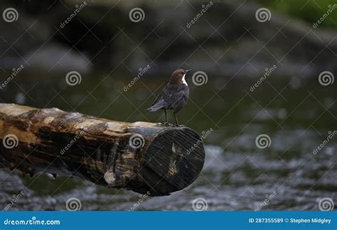 Eurasian Dipper Displaying On A Log Stock Image Image Of Flower