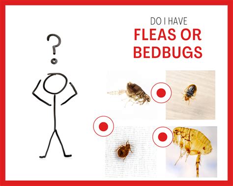 Fleas Vs Bed Bugs