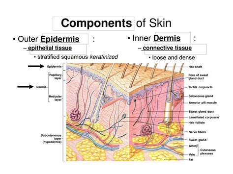 The Integumentary System Ppt Download
