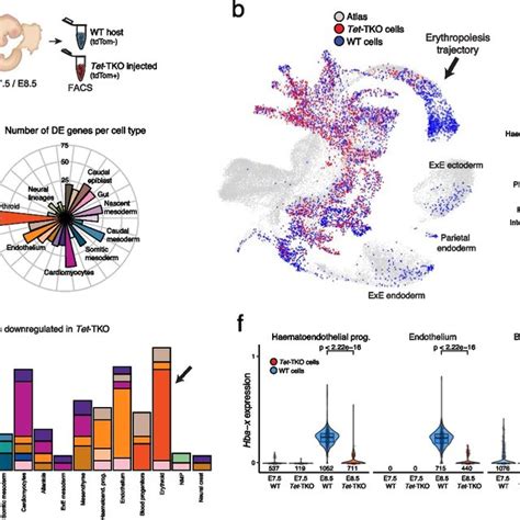 Scrna Seq Of Dnmt3a Dnmt3b And Dnmt1 Mutant Embryos During Download Scientific