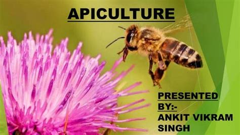 Apiculture Pptx Beekeeping Hobbies And Interests