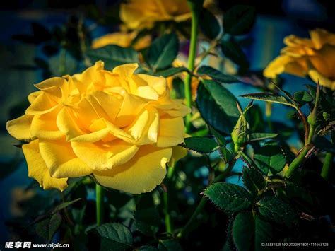 玫瑰摄影图花草生物世界摄影图库昵图网