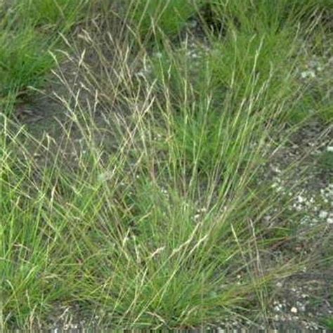 Native Grasses And Sedges Of Georgia Cottage Garden Natives