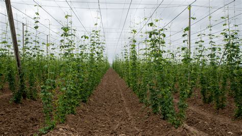 Gnojenje Hmelja 1062023 Picount