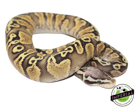 Ghi Pastel Spark Ball Python For Sale Imperial Reptiles Imperial Reptiles And Exotics