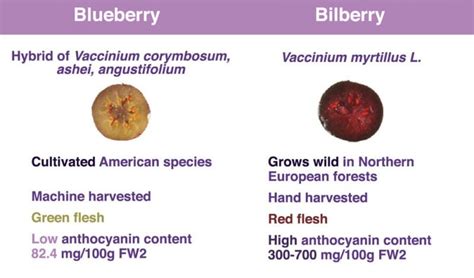 Bilberry Vs Blueberry What Are The Key Differences Purple Superfoods