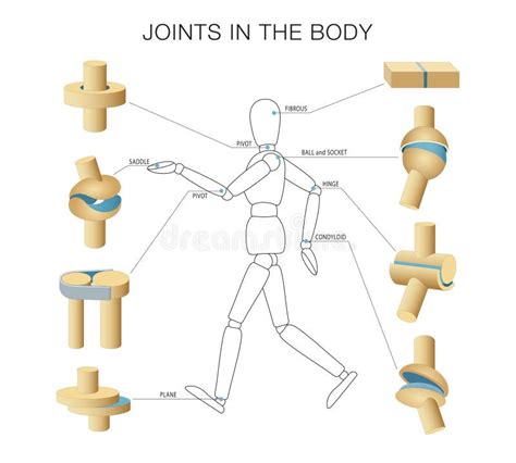 Joint Types Human Stock Illustrations 220 Joint Types Human Stock