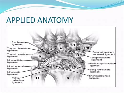 Carpal Instability And Perilunate Dislocation Pptx
