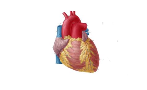 Cardiovascular Diagram Quizlet