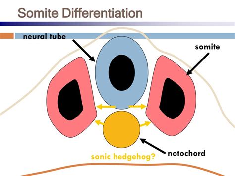 Ppt Development Of The Somites Powerpoint Presentation Free Download Id5697750