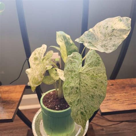 Assorted Calathea Plant Starter Pack Calathea Bundle House Plants