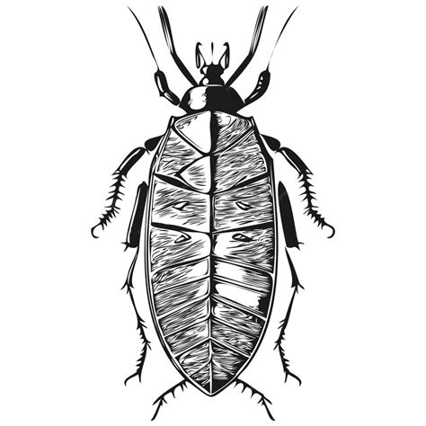 Premium Vector Realistic Cockroach Vector Hand Drawn Animal