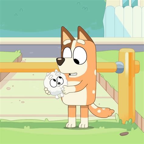 Why Is Pom Pom A Small But Hearty Breed Rbluey