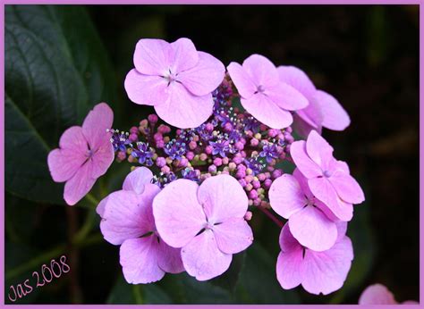 Lace Cap Hydrangea