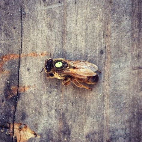 What Happens When A Queen Bee Dies Foxhound Bee Company