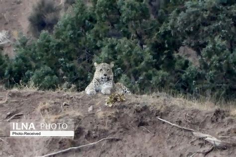 لحظهٔ حملهٔ پلنگ به سگ در شهر سی‌سخت فیلم